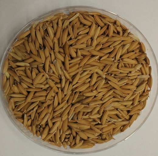News: Diagnostics of seed borne pathogens of rice, January 2016 - The ...