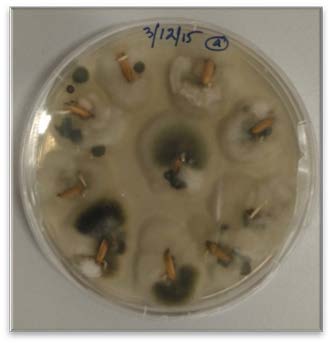 News: Diagnostics of seed borne pathogens of rice, January 2016 - The ...