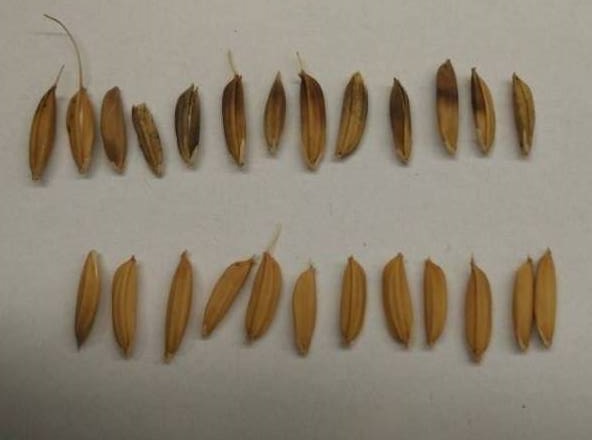 News: Diagnostics of seed borne pathogens of rice, January 2016 - The ...