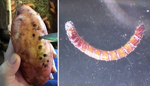 Biological control of wireworm in sweetpotato, TropAg