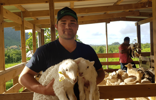 Improving Small Ruminant Production and Supply in Samoa