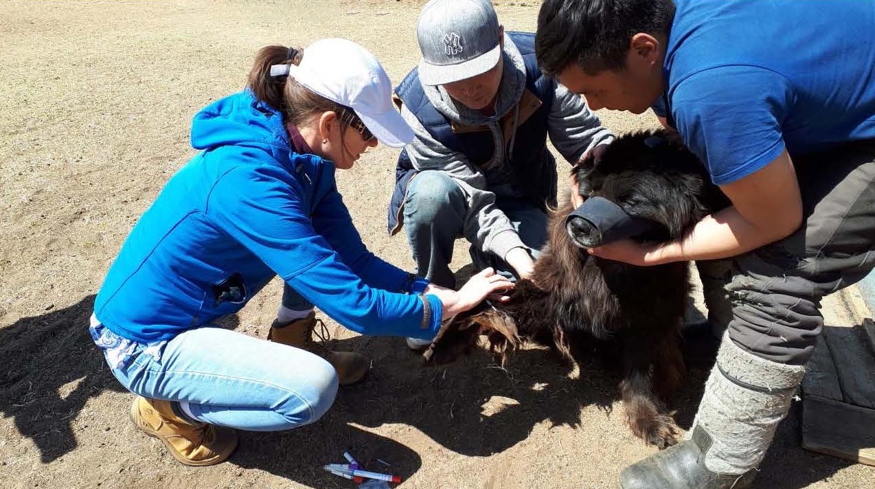 Do nomadic herders’ steppe dogs host vector borne diseases?