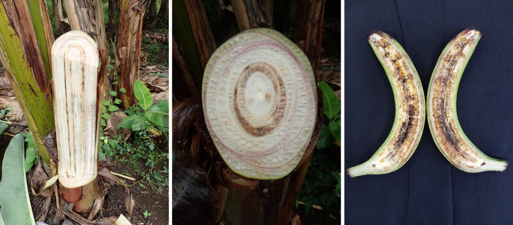 Banana disease research in Costa Rica strengthens Australia’s biosecurity