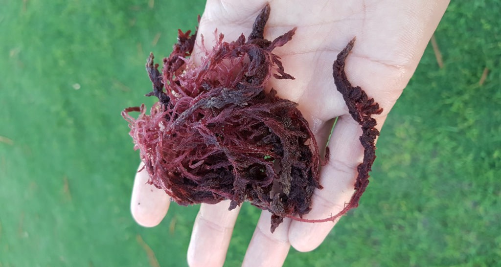 Super Seaweed for Fish Health and Growth