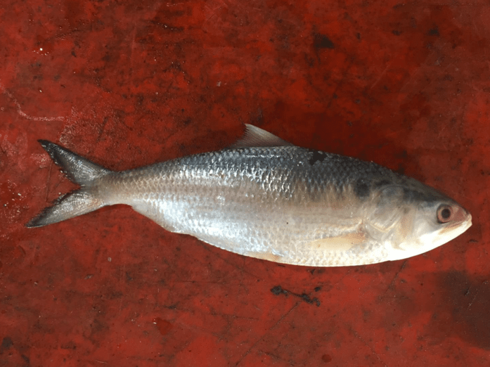 Sustaining fisheries in Laos, Myanmar and Vietnam