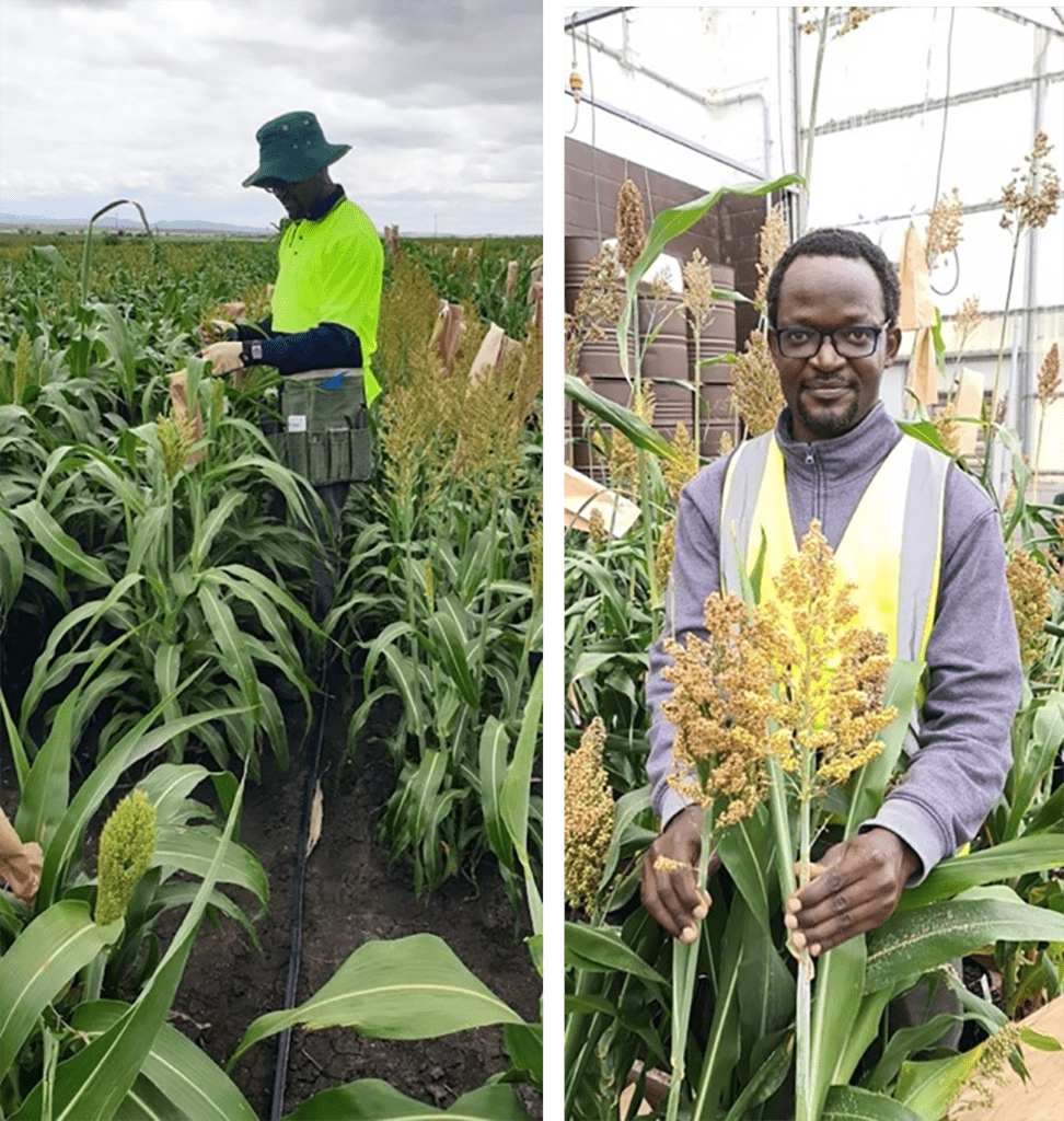 The genetics of grain filling duration in sorghum