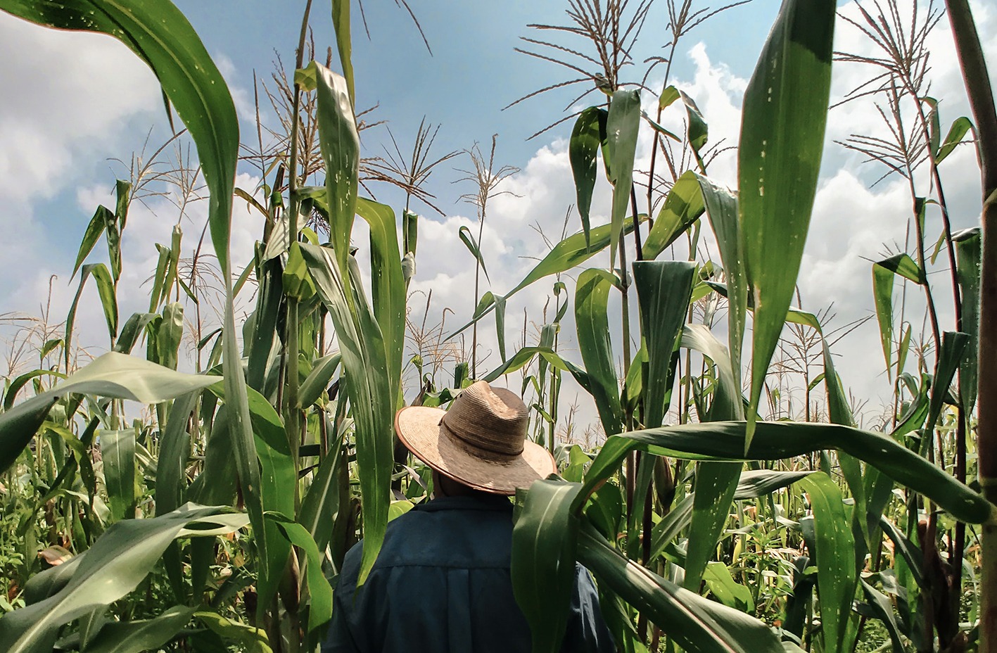 Using advanced analytics to improve selection accuracy for yield