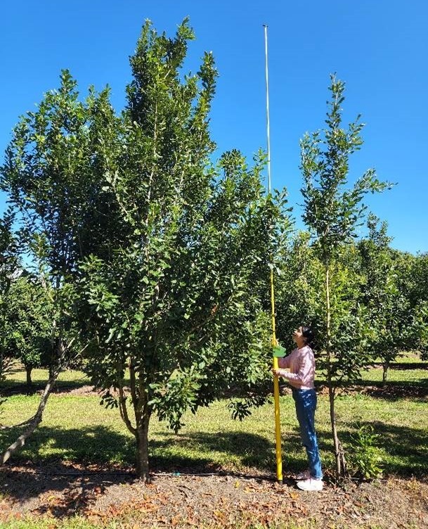 Exploring the genetics and physiology of scion vigour in macadamia