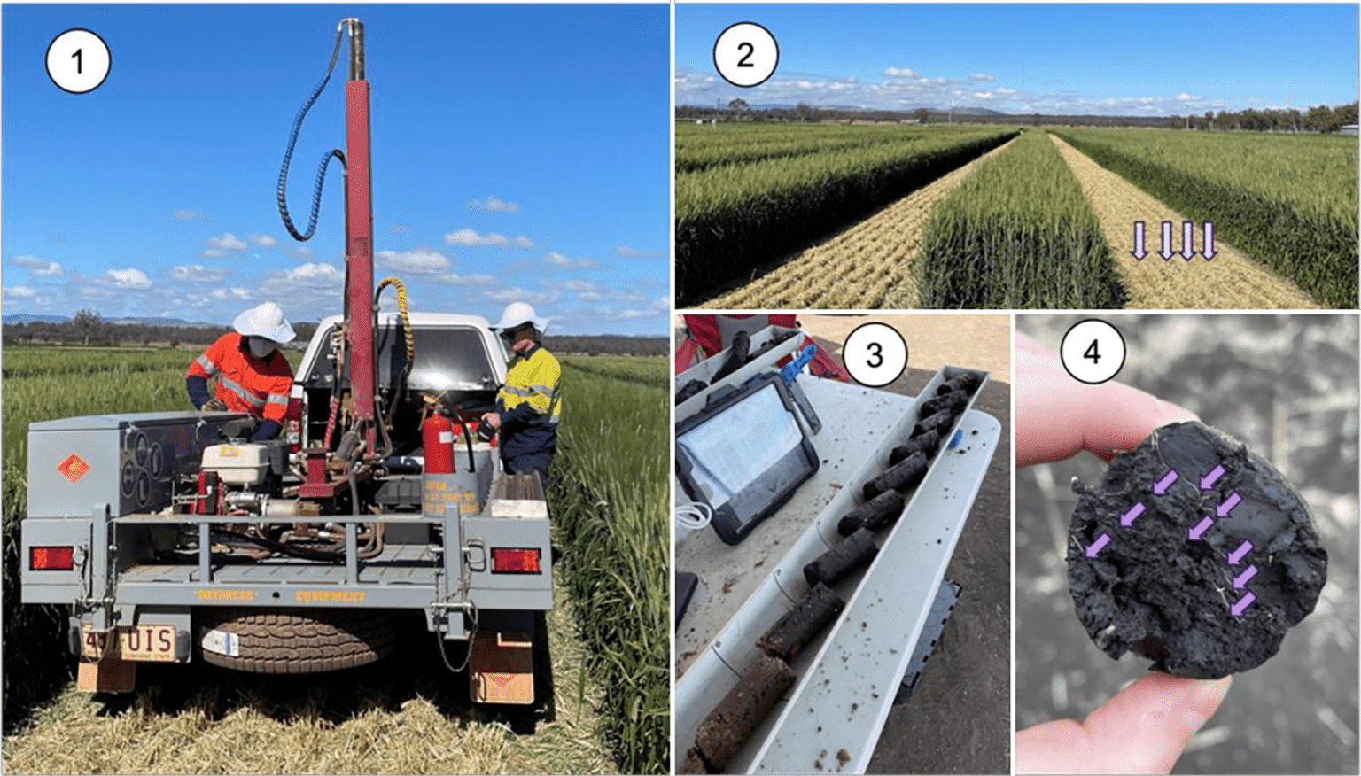 Developing elite wheat with improved root systems