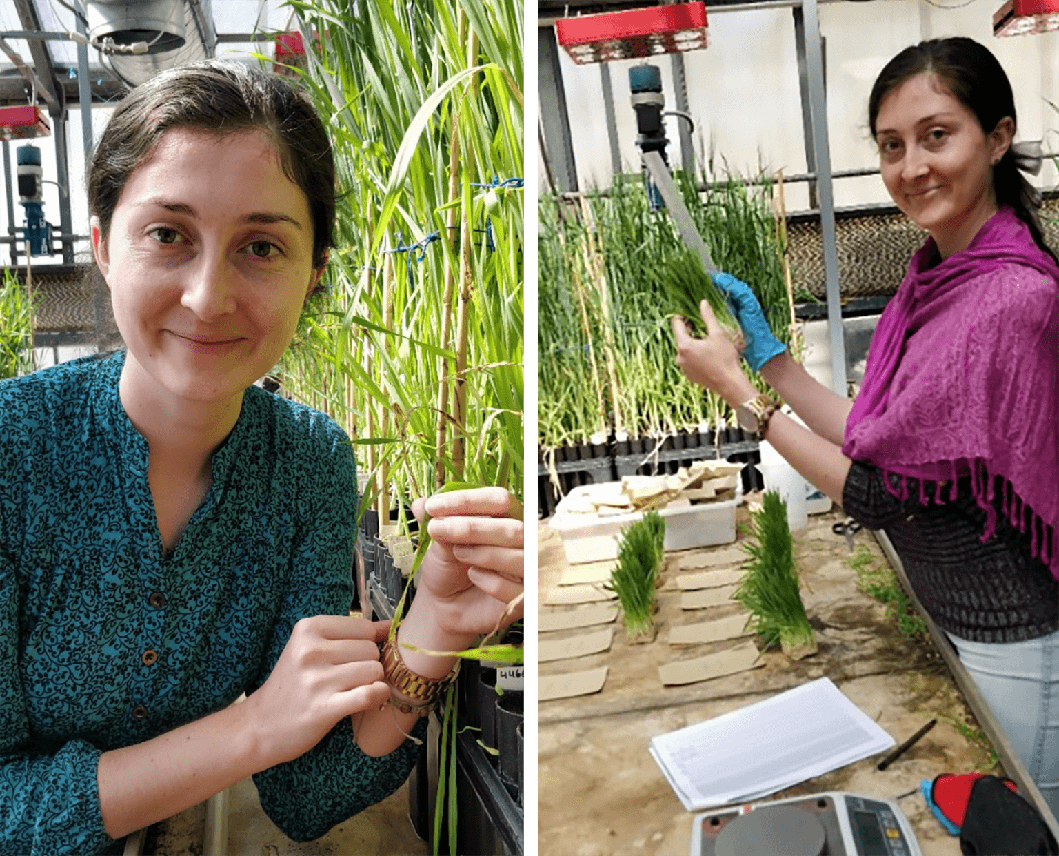 Screening barley varieties for net form net blotch resistance