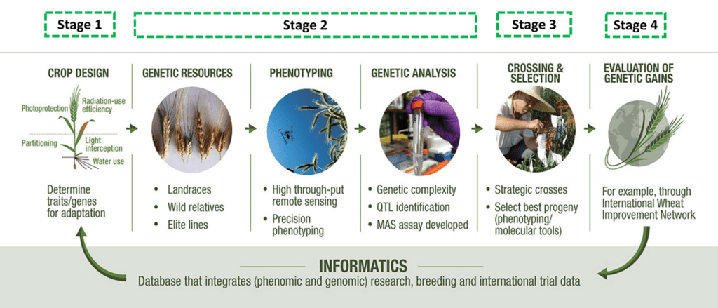 Learning from the Best in Wheat Breeding and Genetics
