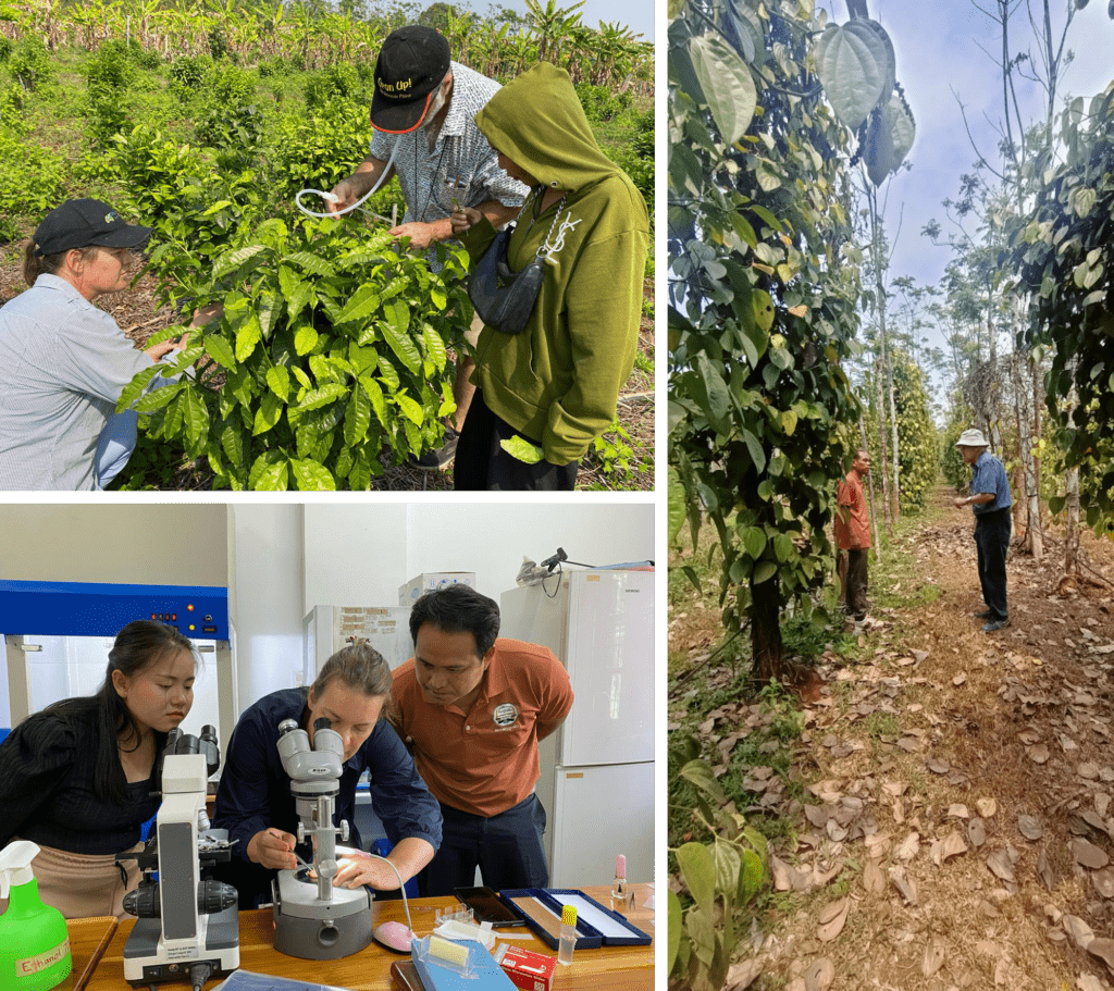 Improving plant disease knowledge and diagnostics in Laos
