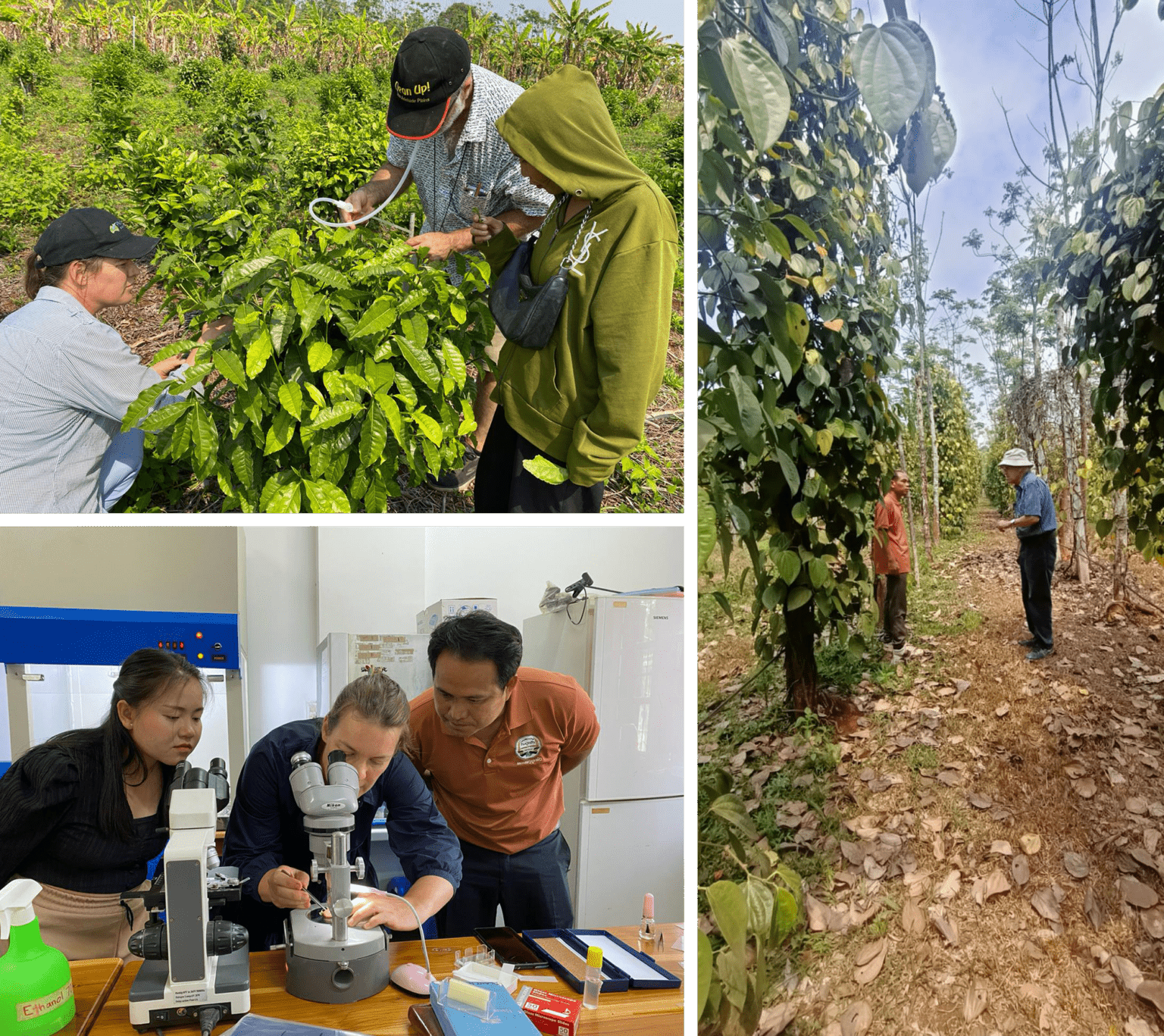 Improving plant disease knowledge and diagnostics in Laos