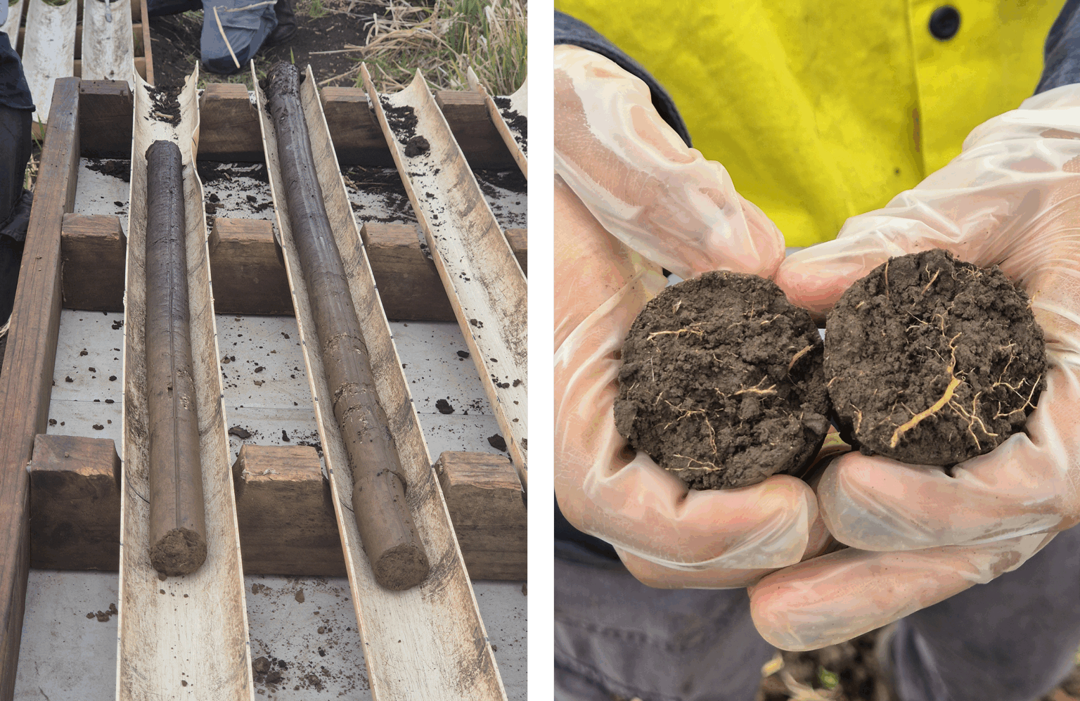 Evaluating the influence of root cone angle in aerobic rice, Trop Ag