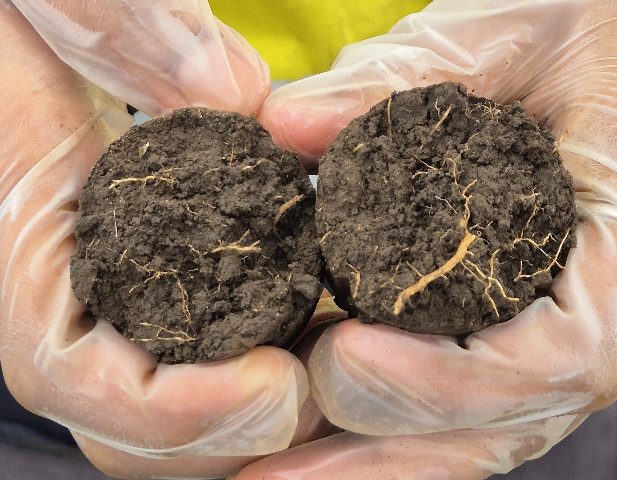 Evaluating the influence of root cone angle in aerobic rice, Trop Ag